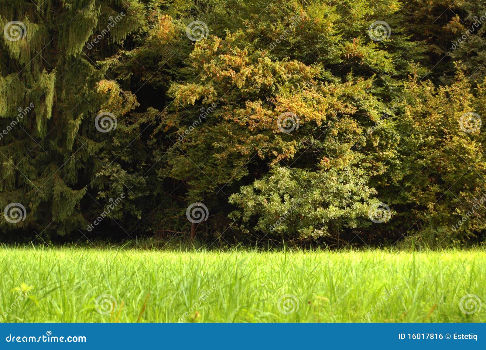 Green rich vegetation stock photo. Image of trees, green - 16017816