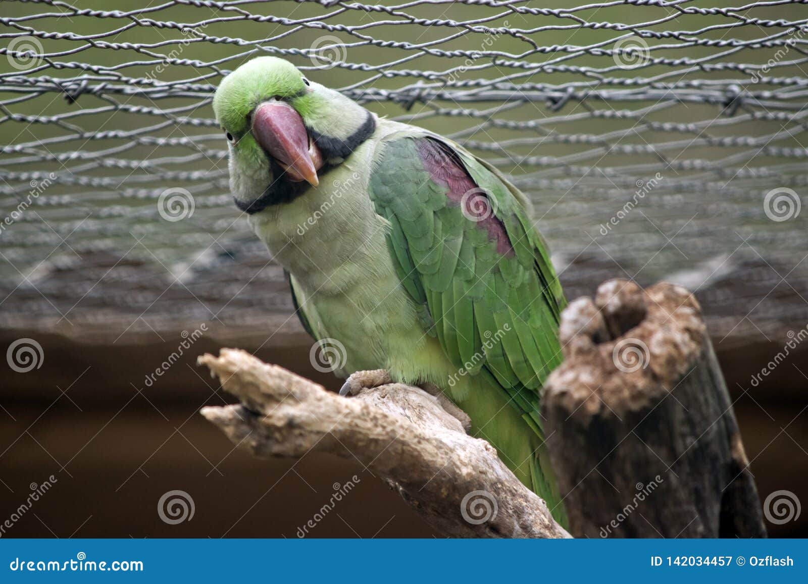 Green ring neck parrot stock image. Image of india, orange - 142034457