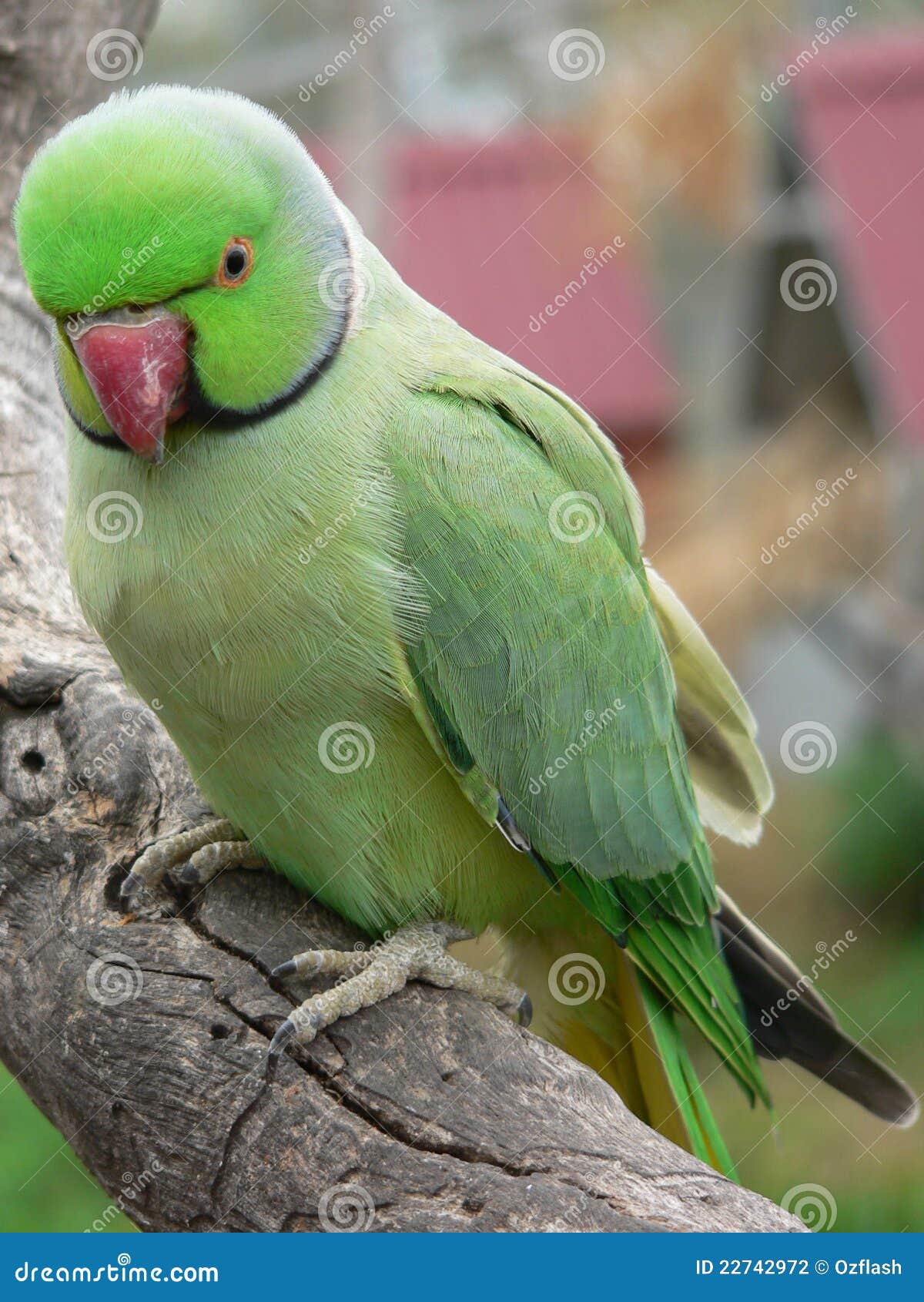 Indian Ringneck Green