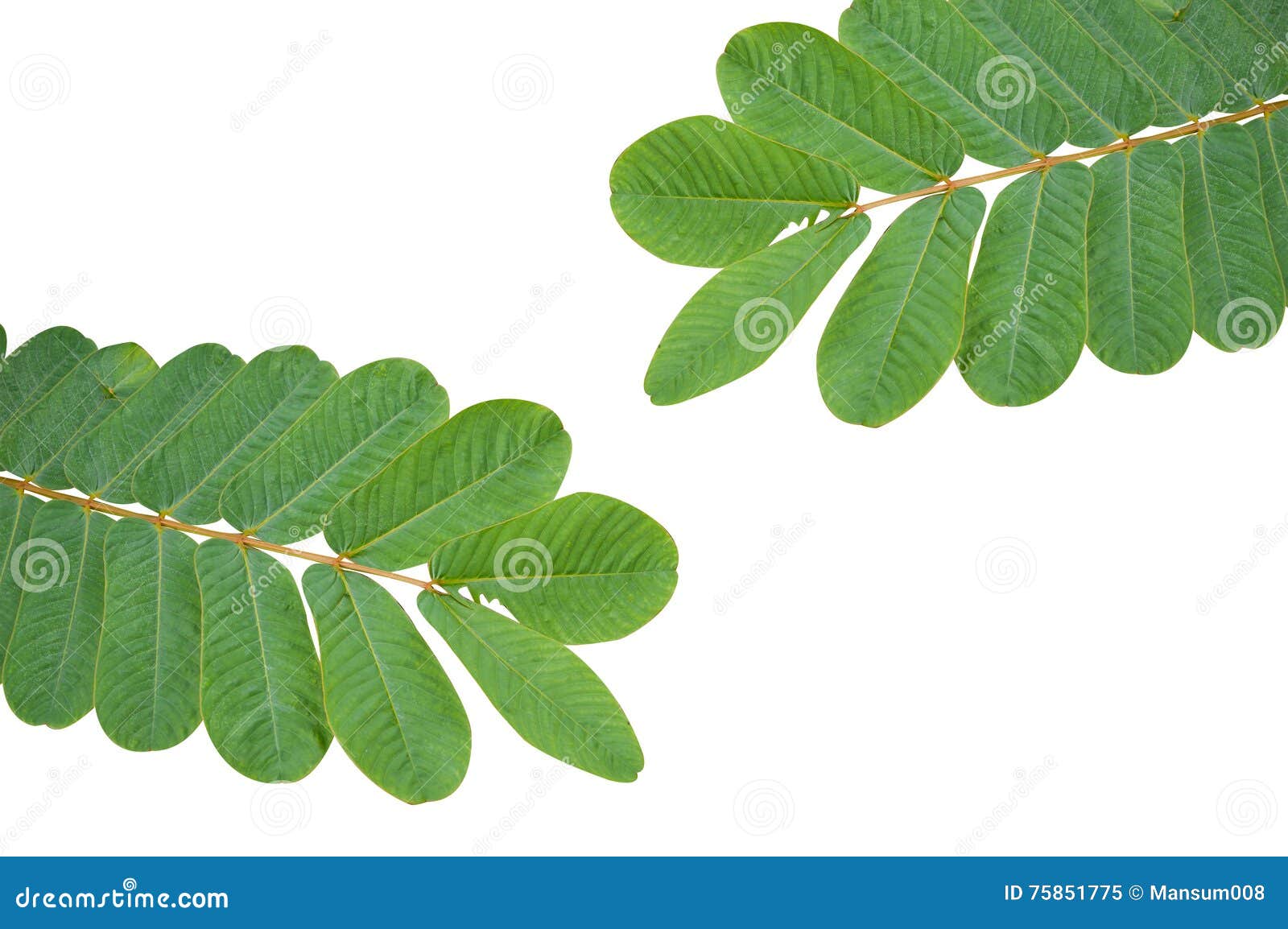 Green Ringworm Bush leaves stock image. Image of green - 75851775