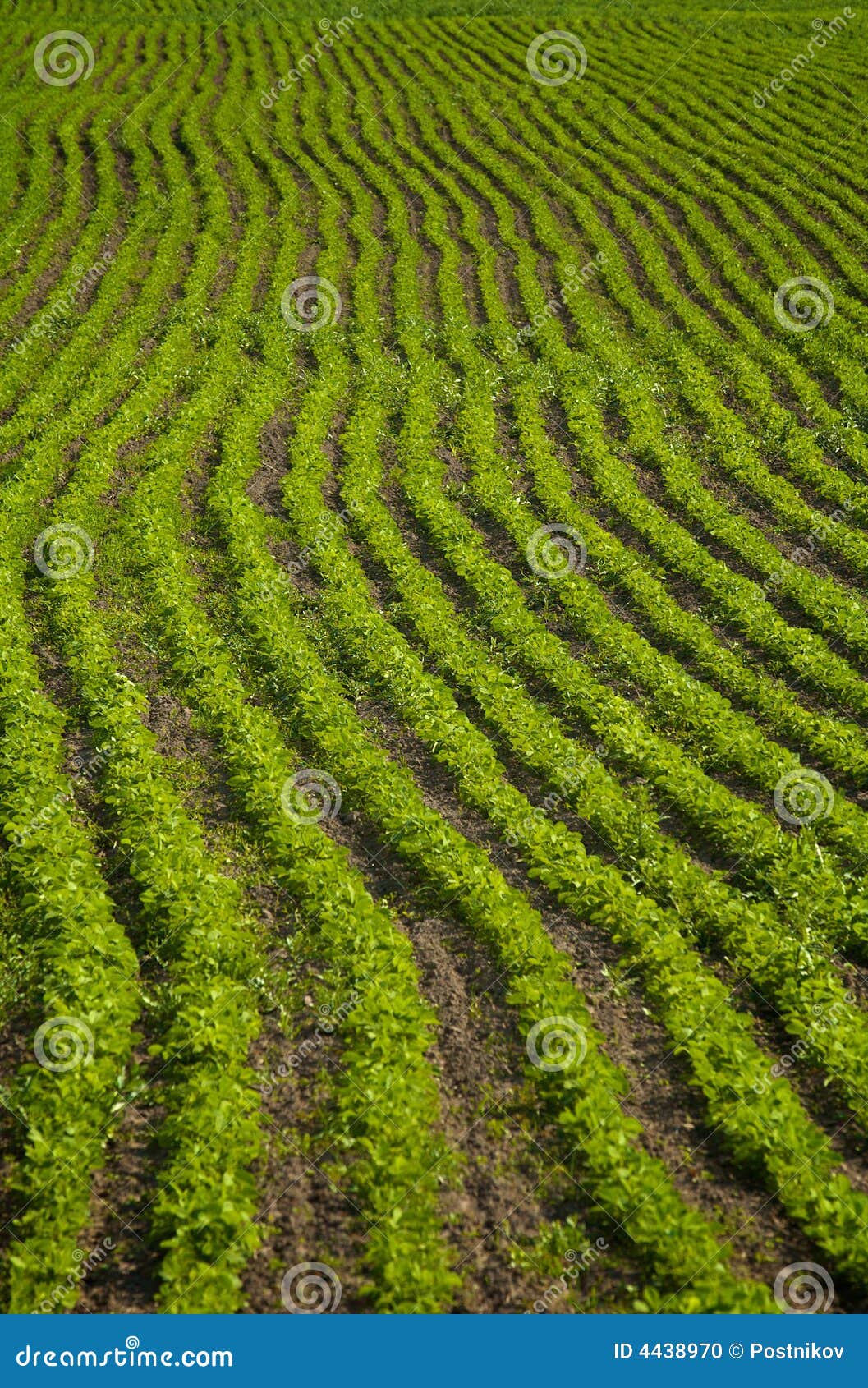 Green ripe stock photo. Image of straw, rural, barley - 4438970