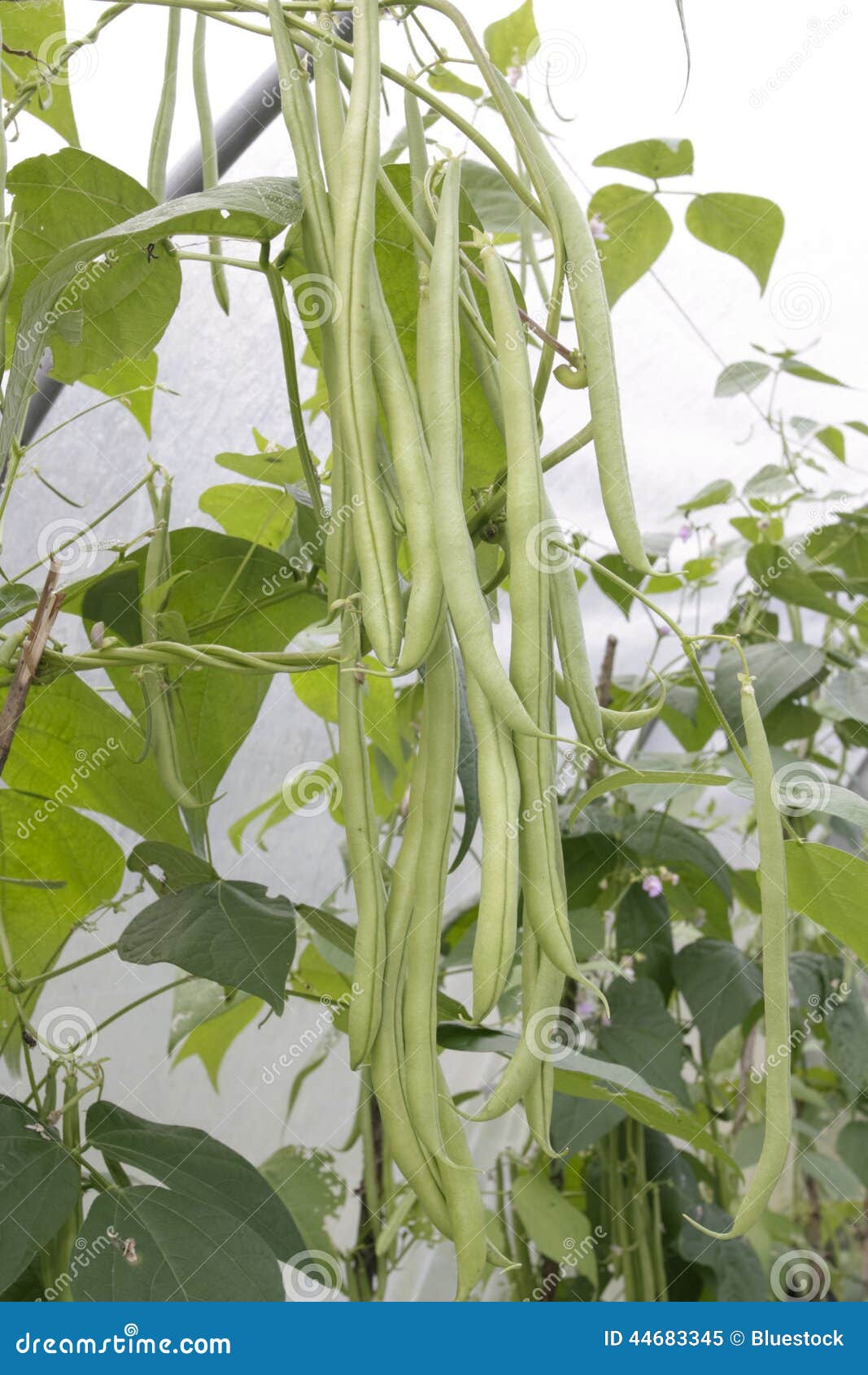 Green ripe beans plants stock image. Image of nature - 44683345