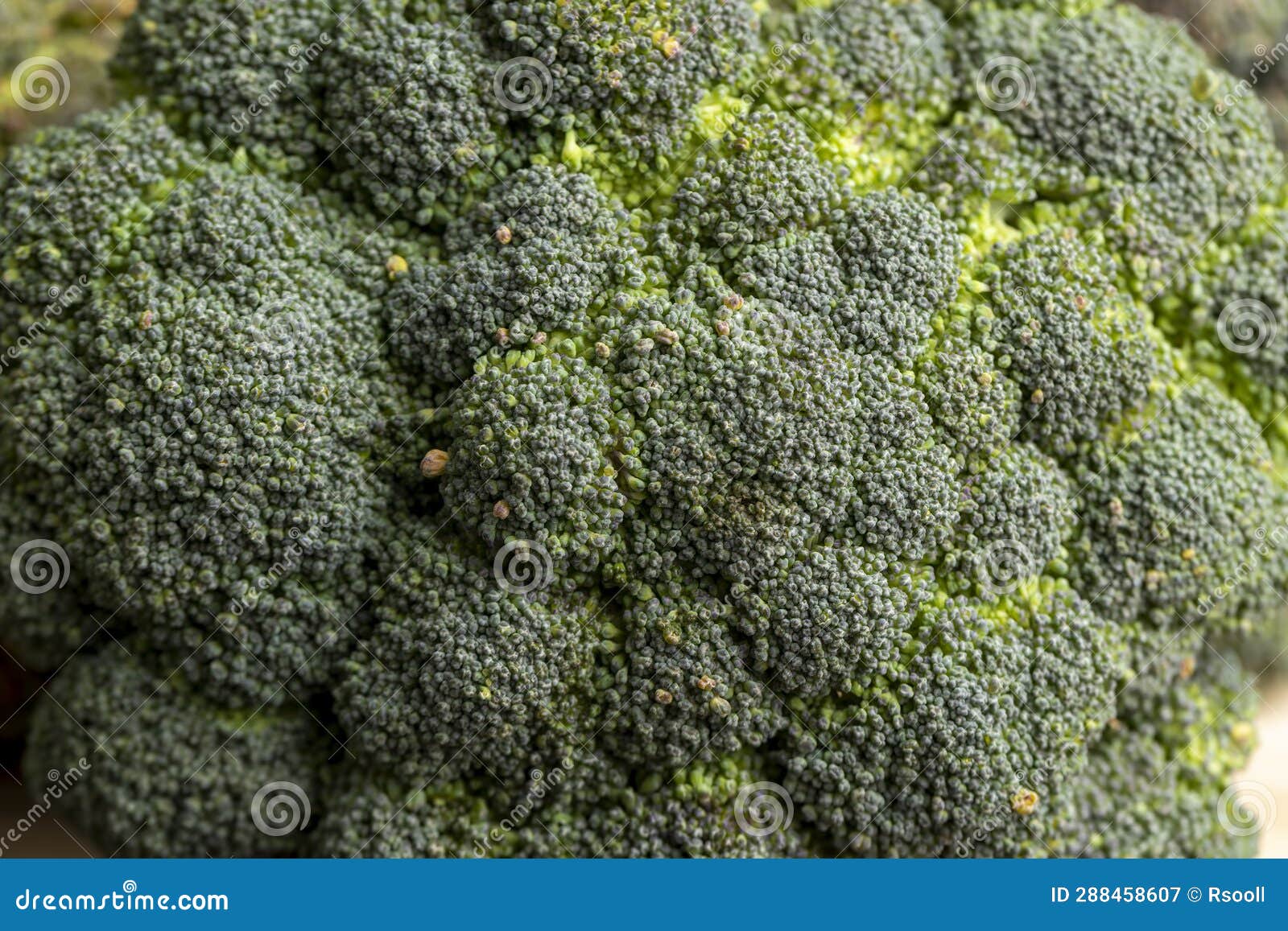 Green Ripe Broccoli in Raw Form Stock Image - Image of vegetable, crop ...