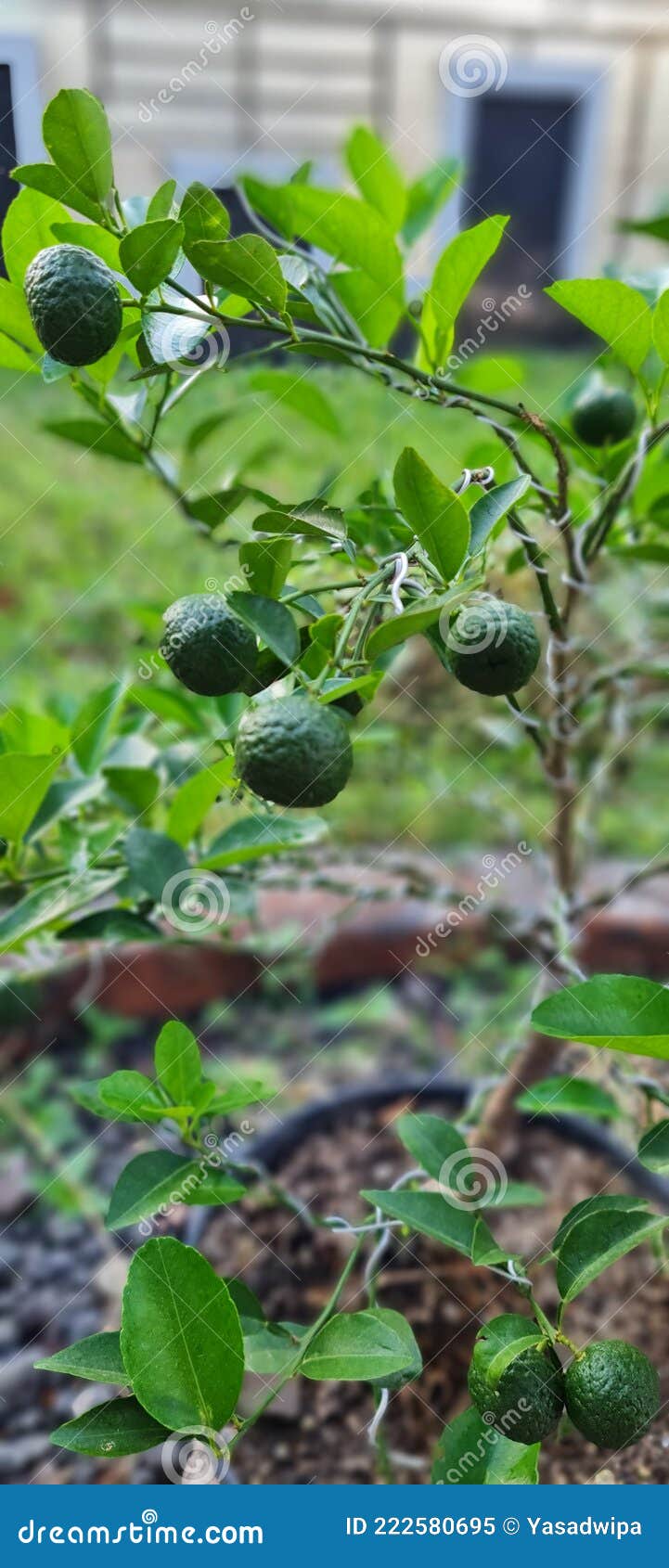 Green ripe citrus stock image. Image of blossom, citrus - 222580695
