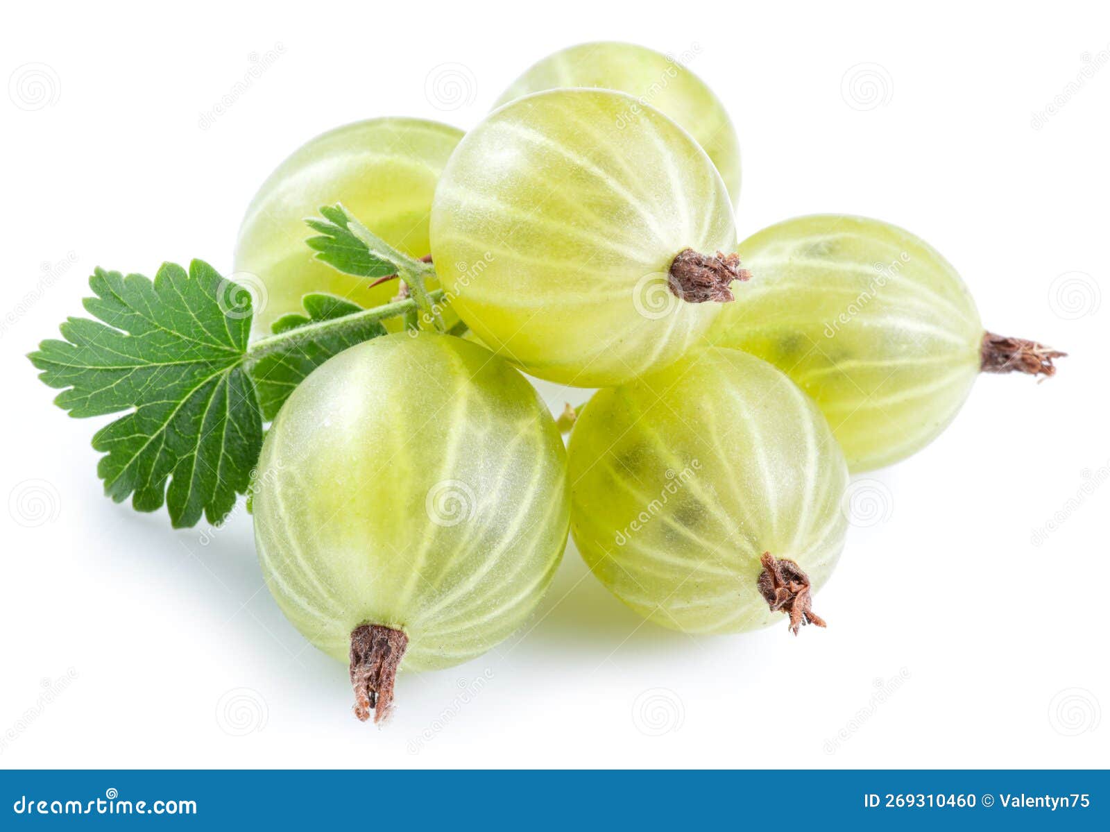 Green Ripe Gooseberries on White Background. Close-up Stock Photo ...