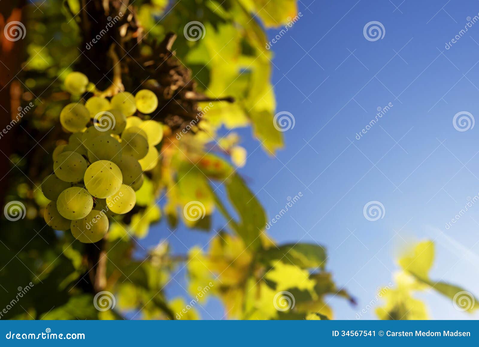 Green ripe grapes stock image. Image of plant, rural - 34567541