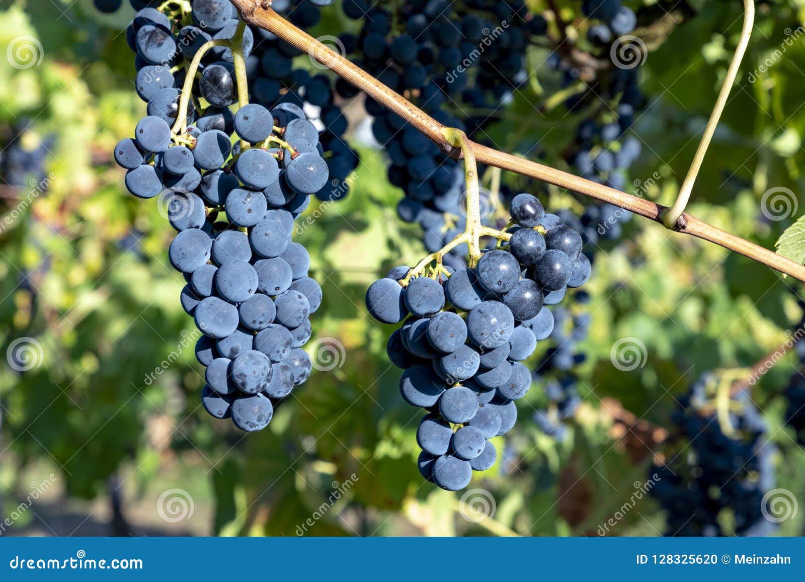Green Ripe Grapes In The Vineyard Stock Photo - Image of vine ...