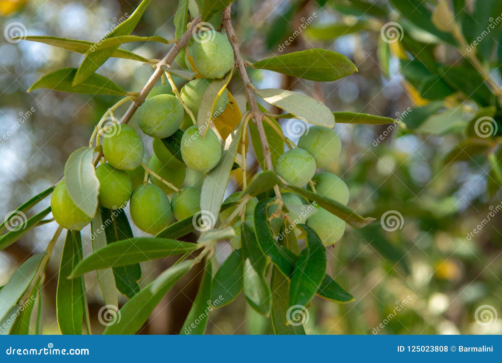 Green Ripe Olives Growing on Olive Tree Stock Photo - Image of greece ...