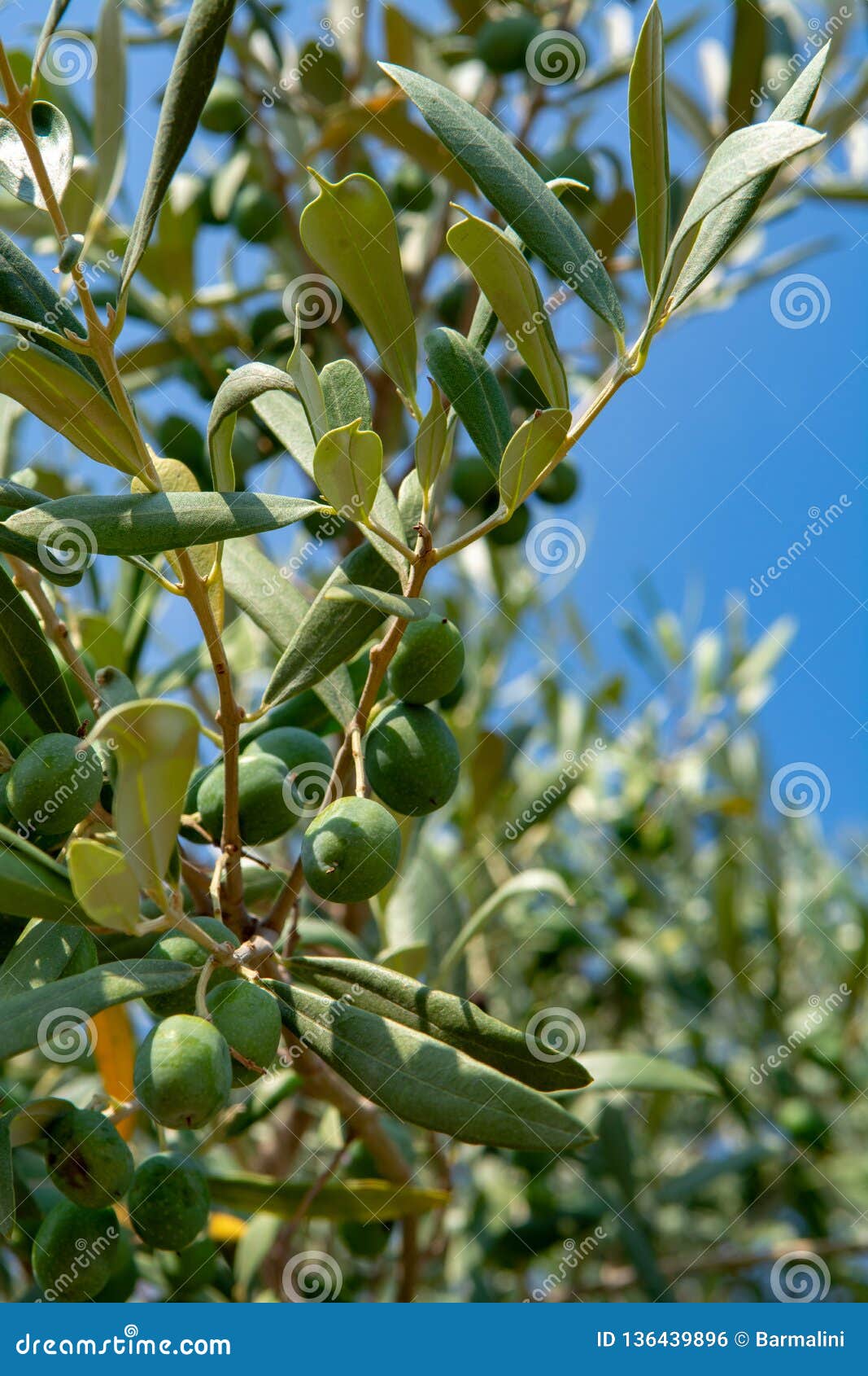 Green Ripe Olives Growing on Olive Tree Stock Photo - Image of green ...