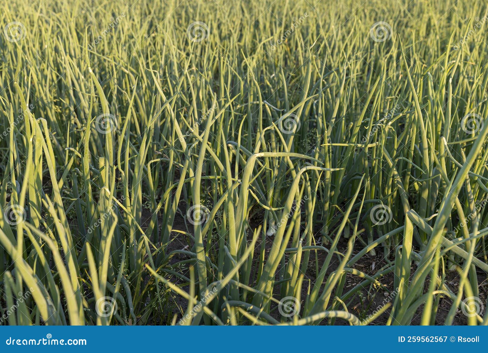 Green Ripe Onions in the Field Stock Image - Image of rural, field ...