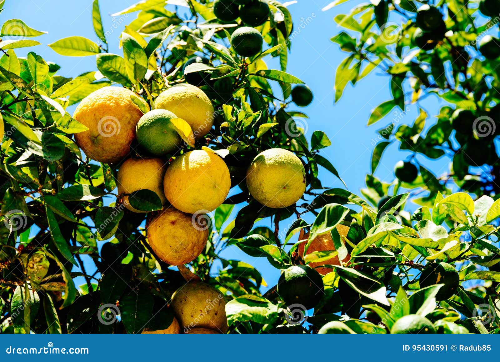 Green and Ripe Oranges in Tree Stock Image - Image of food, nature ...