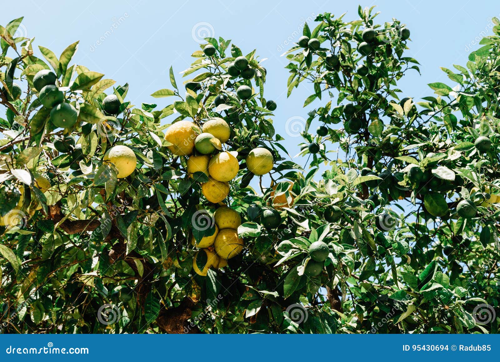 Green and Ripe Oranges in Tree Stock Photo - Image of agriculture ...