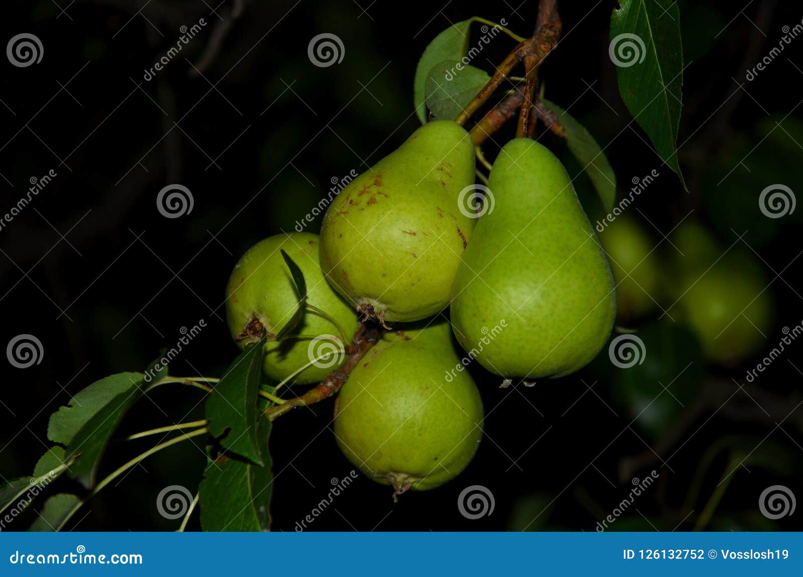 Green Ripe Pears on the Crown of a Pear Tree at Night. Stock Photo ...
