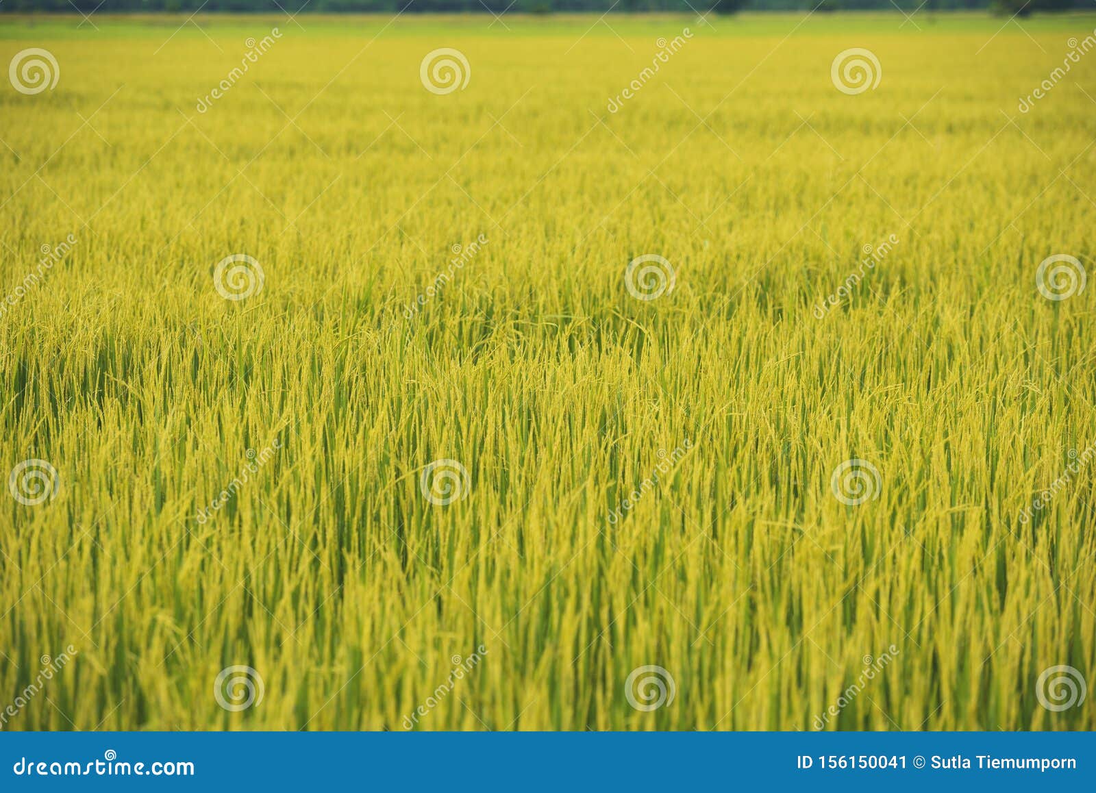 Green Ripe Terraced Rice Field in Thailand Stock Image - Image of ...