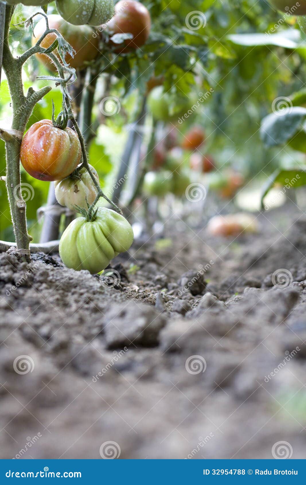 Green and ripe tomatoes stock photo. Image of ripe, vegetable - 32954788