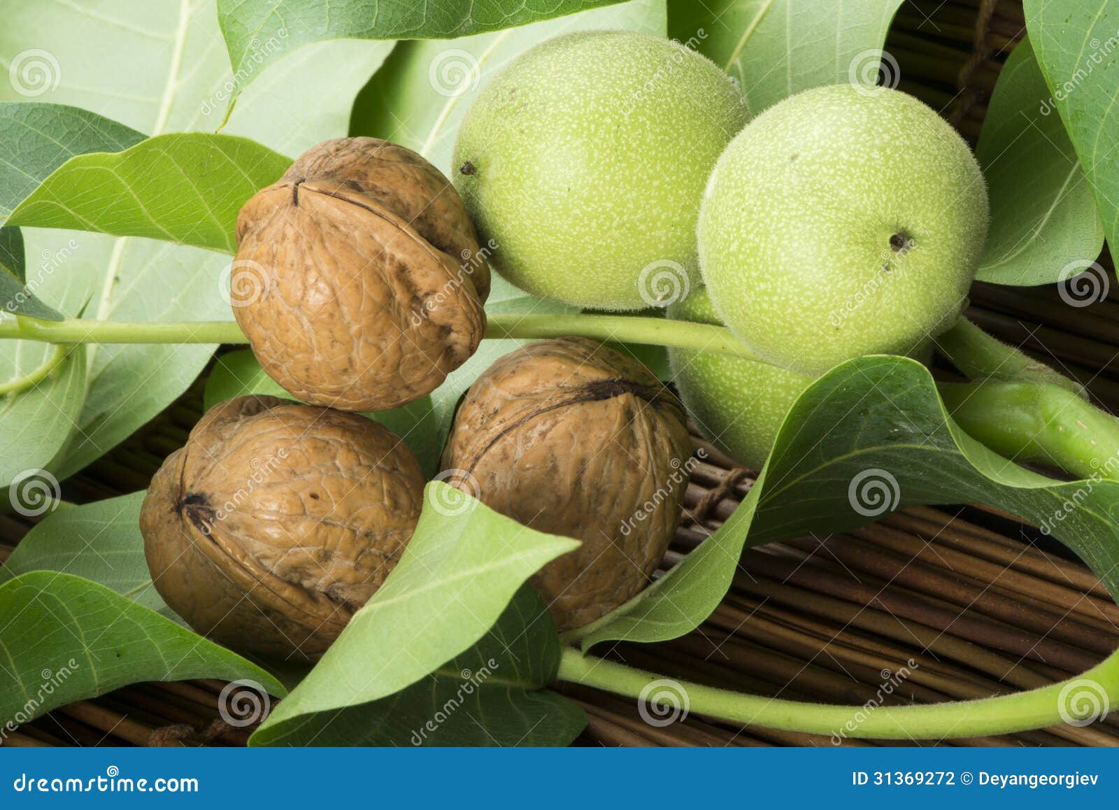 Green and Ripe Walnuts. Studio Shot Stock Photo - Image of macro ...