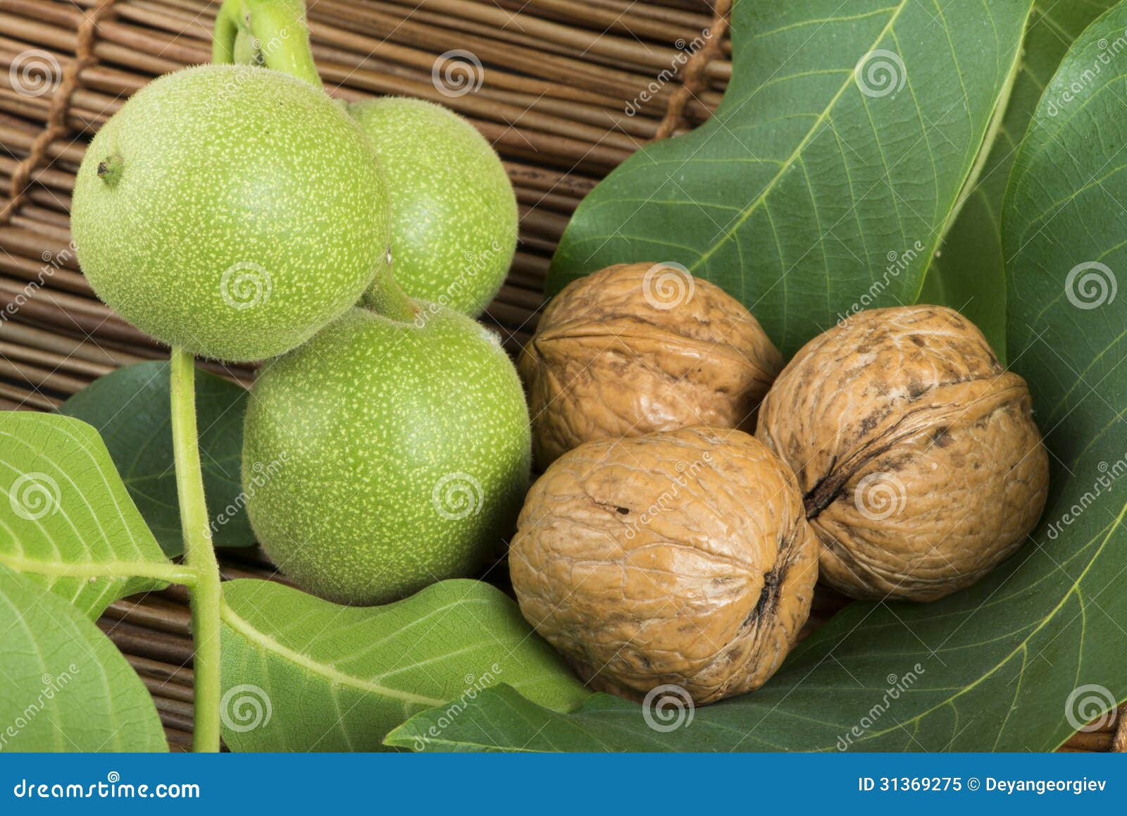 Green and Ripe Walnuts. Studio Shot Stock Image - Image of closeup ...