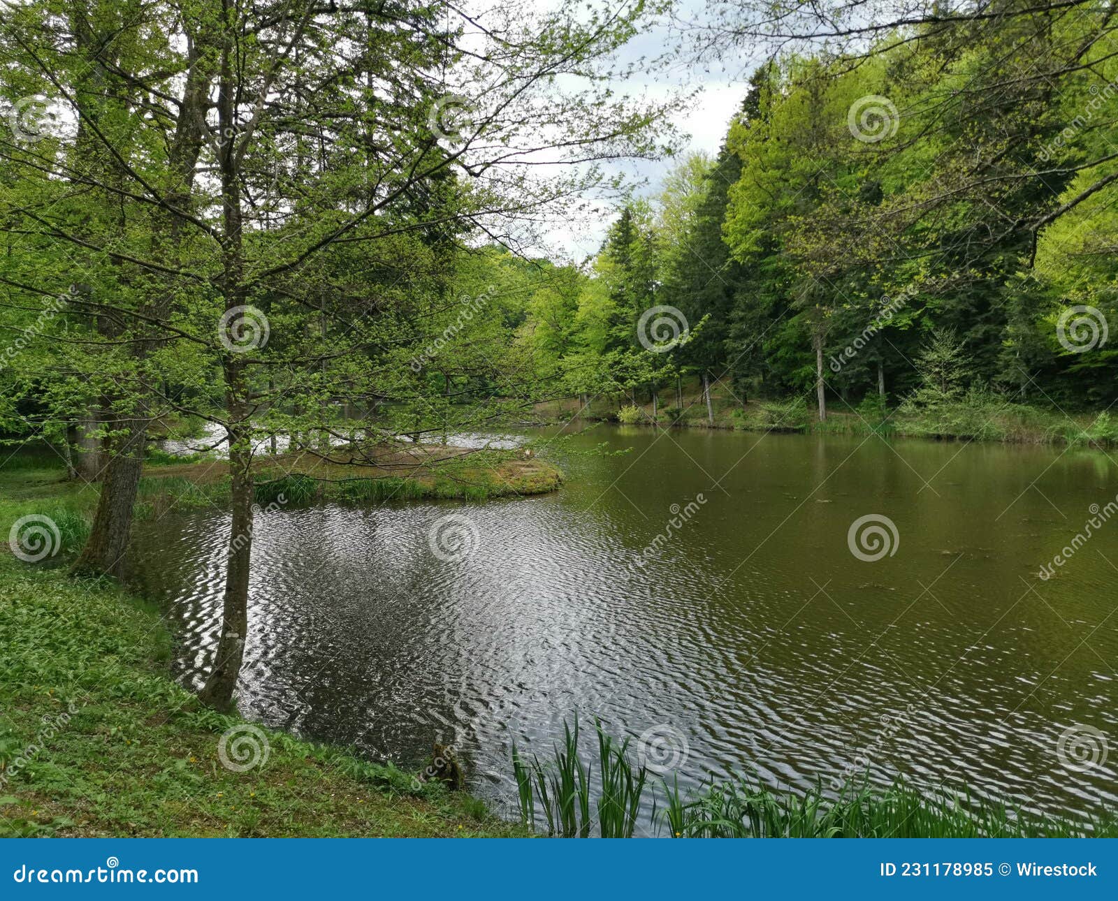 Green River in a Dense Forest Stock Image - Image of tour, forest ...