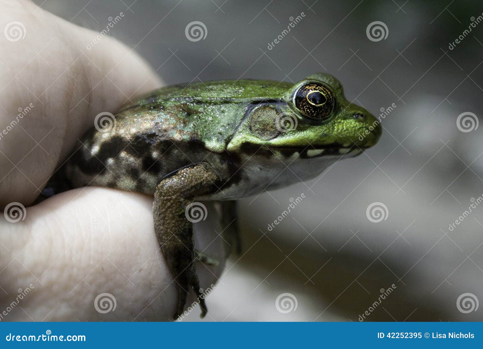 Green River Frog Being Held in a Persons Hand Stock Image - Image of ...