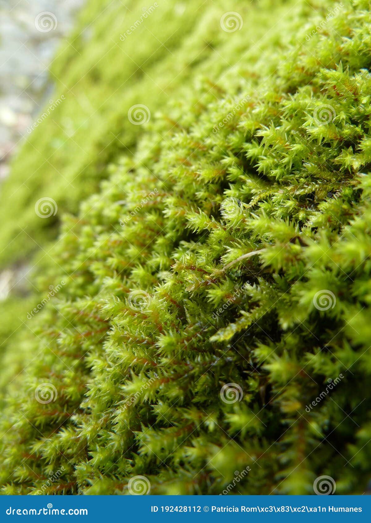 Green River Moss Macro View Stock Photo - Image of foliage, mossy ...