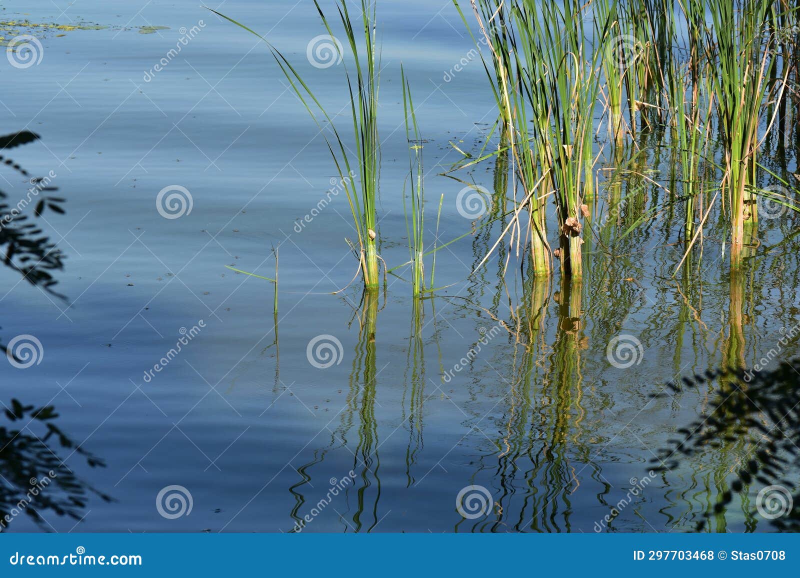 Green River Plants Floating on the Surface of the River in Sunny Summer ...