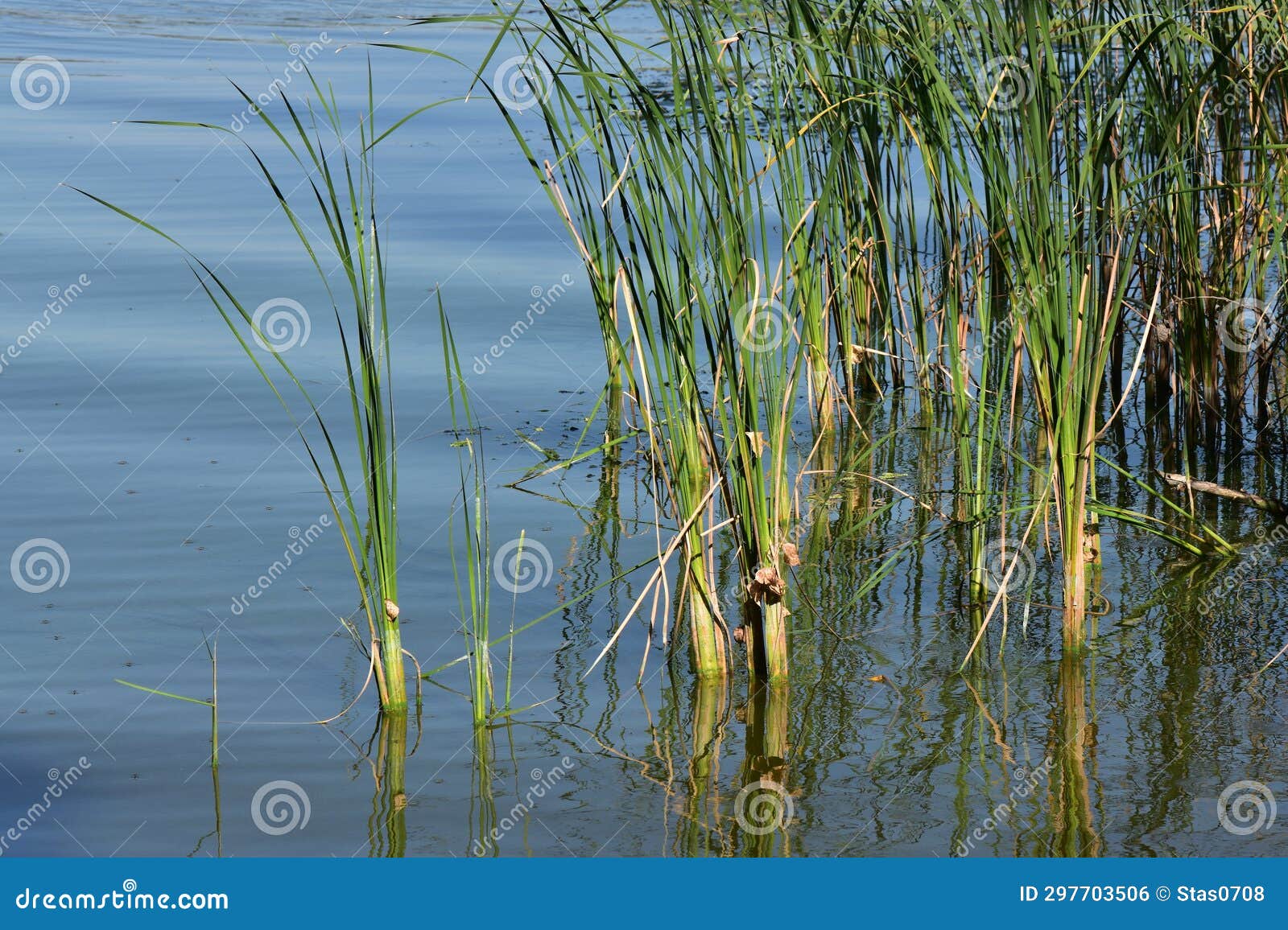 Green River Plants Floating on the Surface of the River in Sunny Summer ...