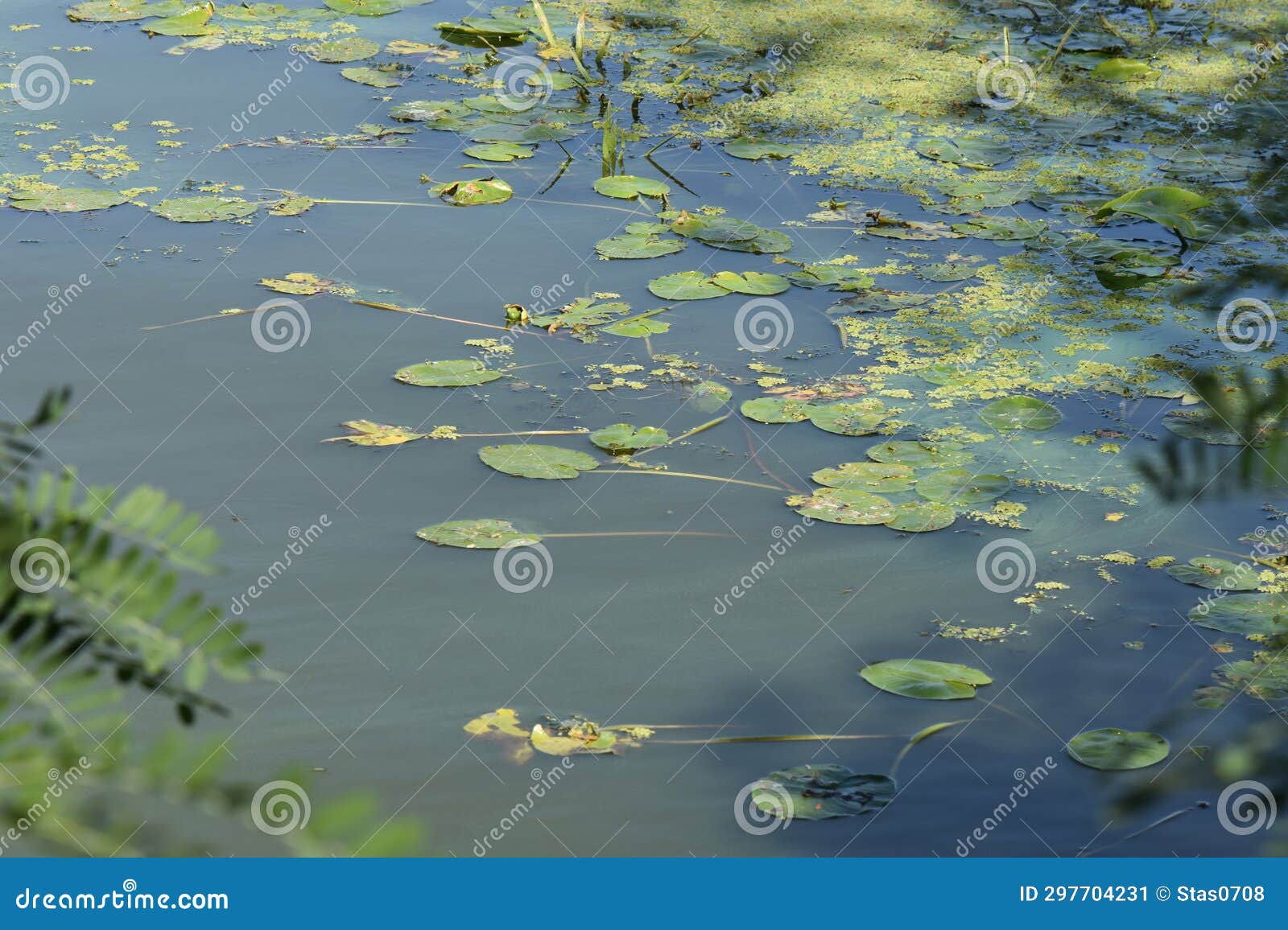Green River Plants Floating on the Surface of the River in Sunny Summer ...