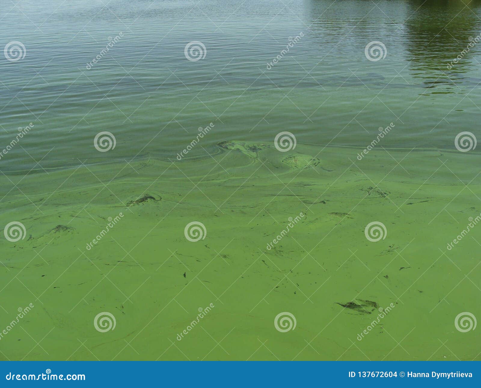 Green river water stock photo. Image of background, blue - 137672604
