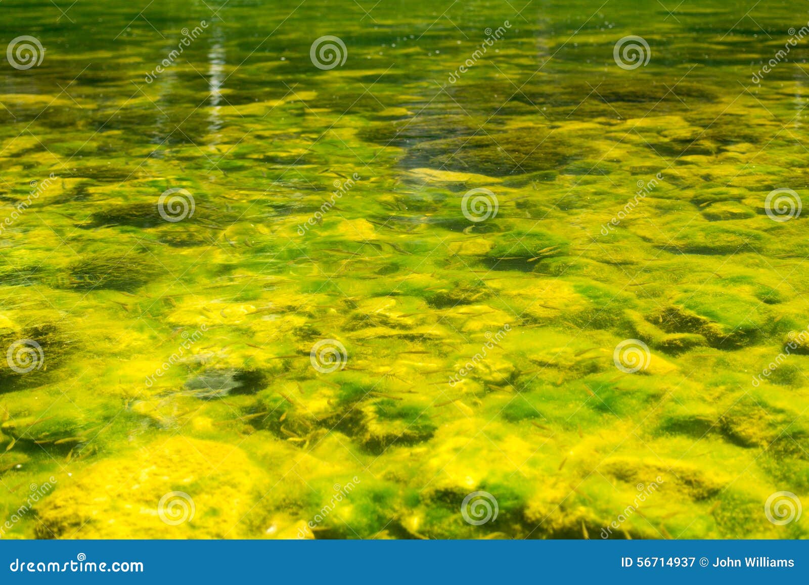 Green River Water and Fish stock image. Image of fish - 56714937