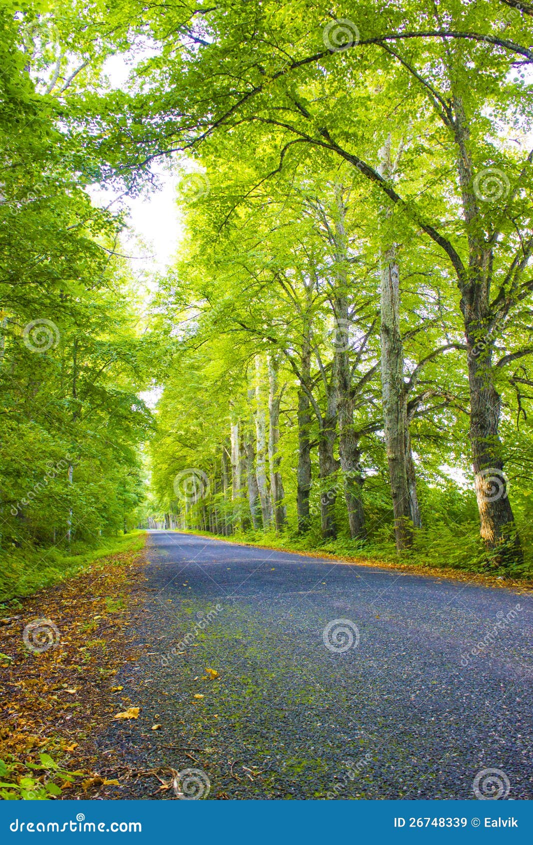 Green Road stock image. Image of covered, alley, green - 26748339