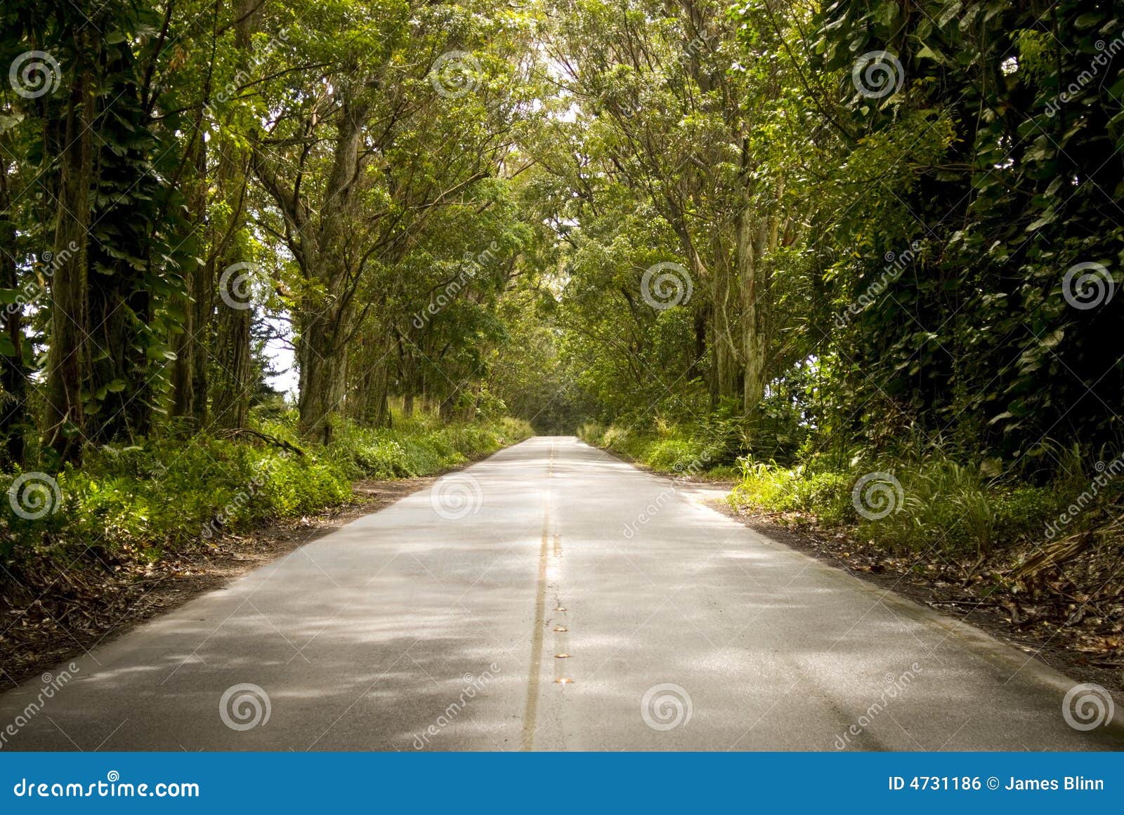 Green road stock photo. Image of plants, branches, highway - 4731186