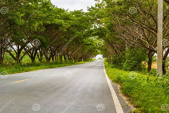 Green road with trees stock image. Image of country, scene - 42753155