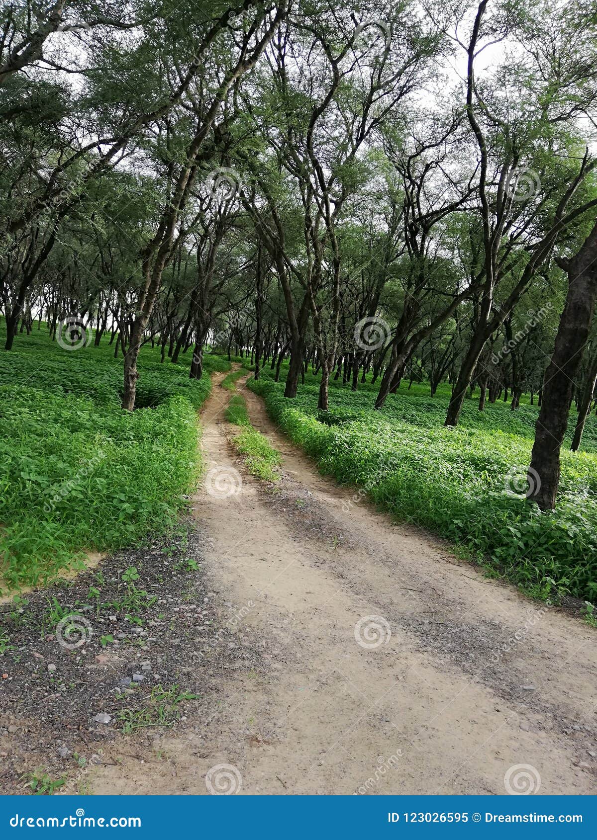 Green roadside stock image. Image of tree, roadside - 123026595