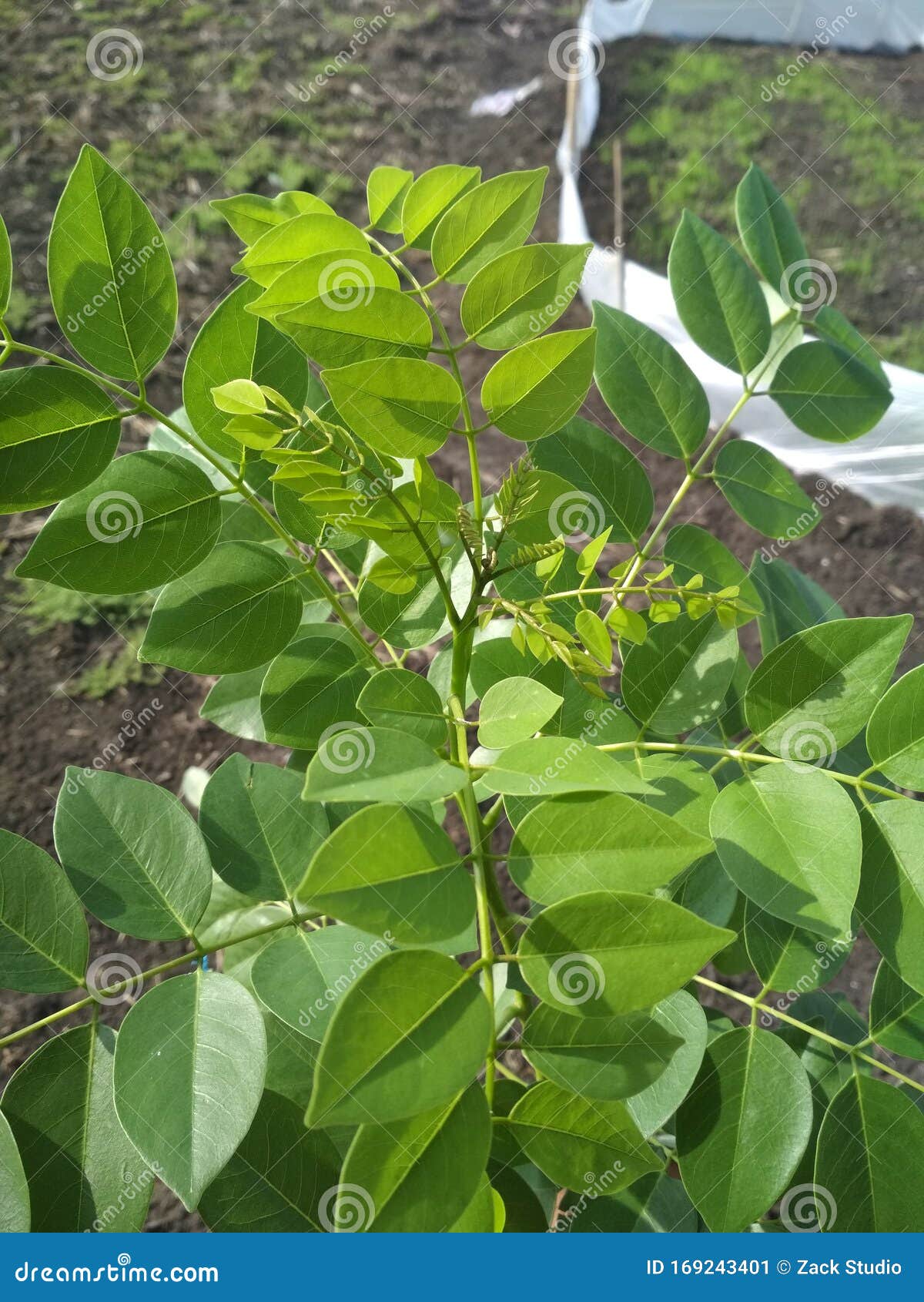 Robinia Pseudoacacia, False Acacia or Black Locust Plant in the Field ... Robinia Pseudoacacia, False Acacia or Black Locust Plant in the Field ...