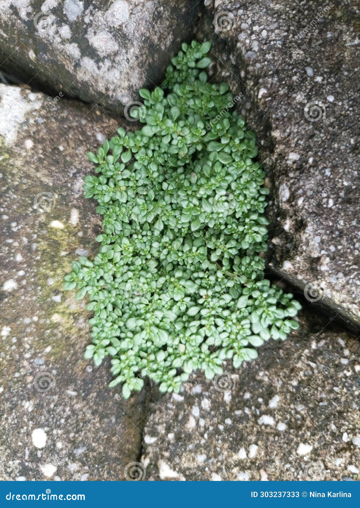 Green Rock-weed Artillery Plant Stock Image - Image of weed, garden ...