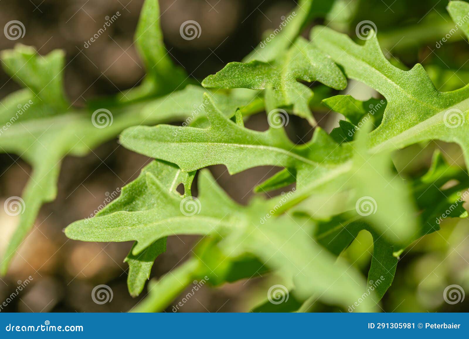 Green Rocket Leaves stock image. Image of culinary, cultivation - 291305981