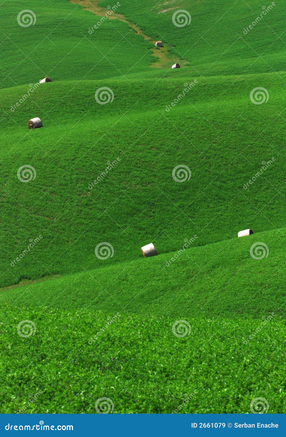 Green rolling field stock image. Image of vertical, countryside - 2661079