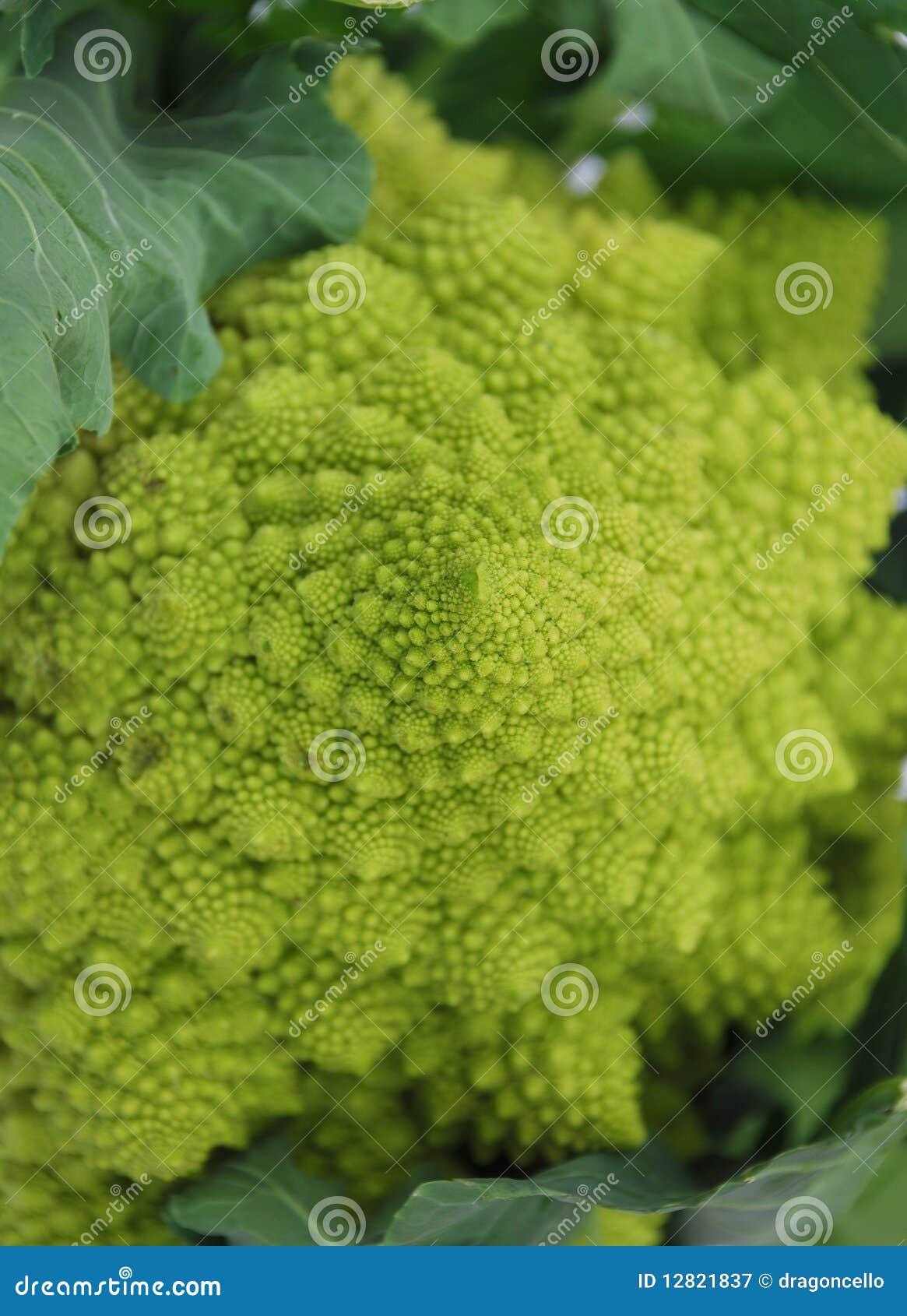 Green Romanesco Cauliflower Stock Image - Image of oleracea, pattern ...