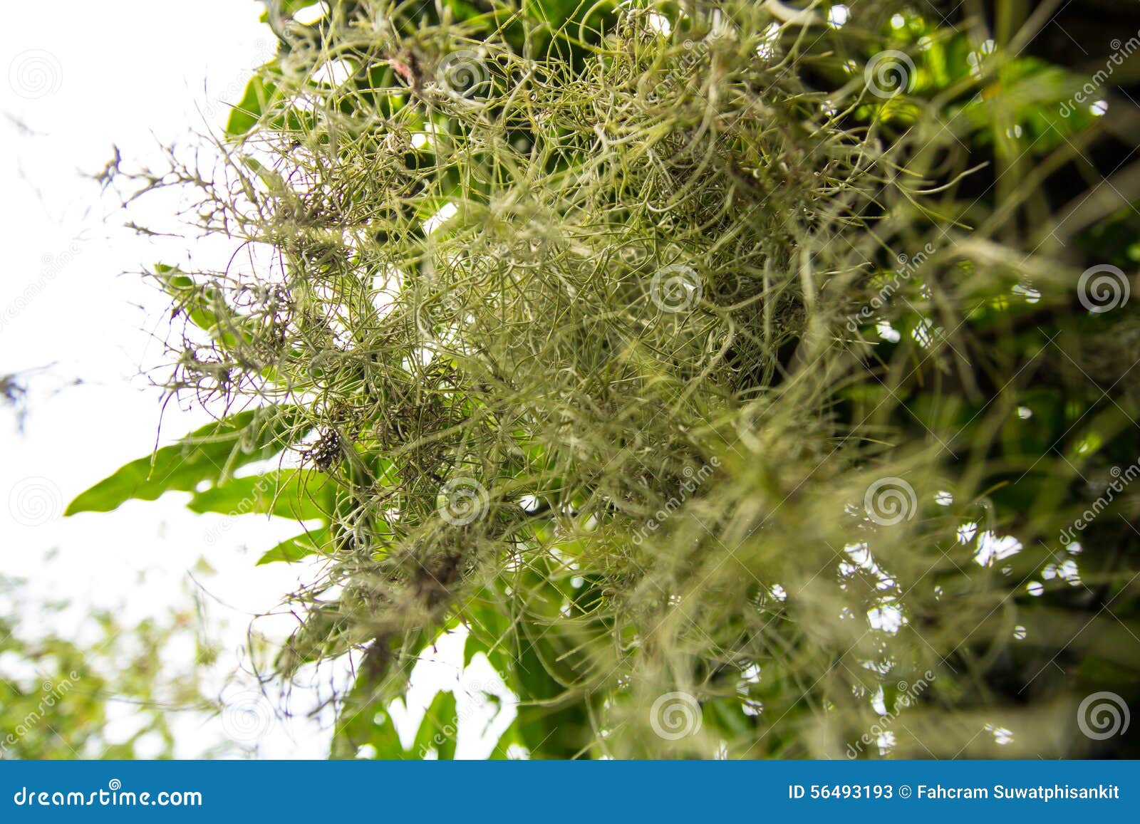 The green root tree stock image. Image of countryside - 56493193