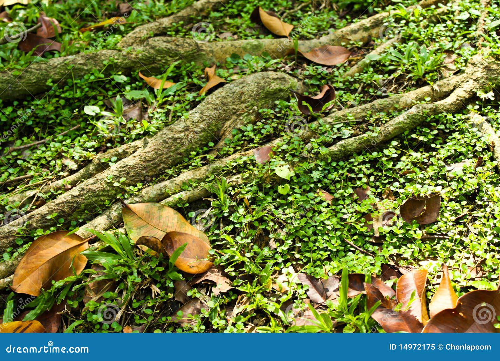 Green roots stock illustration. Illustration of flora - 14972175