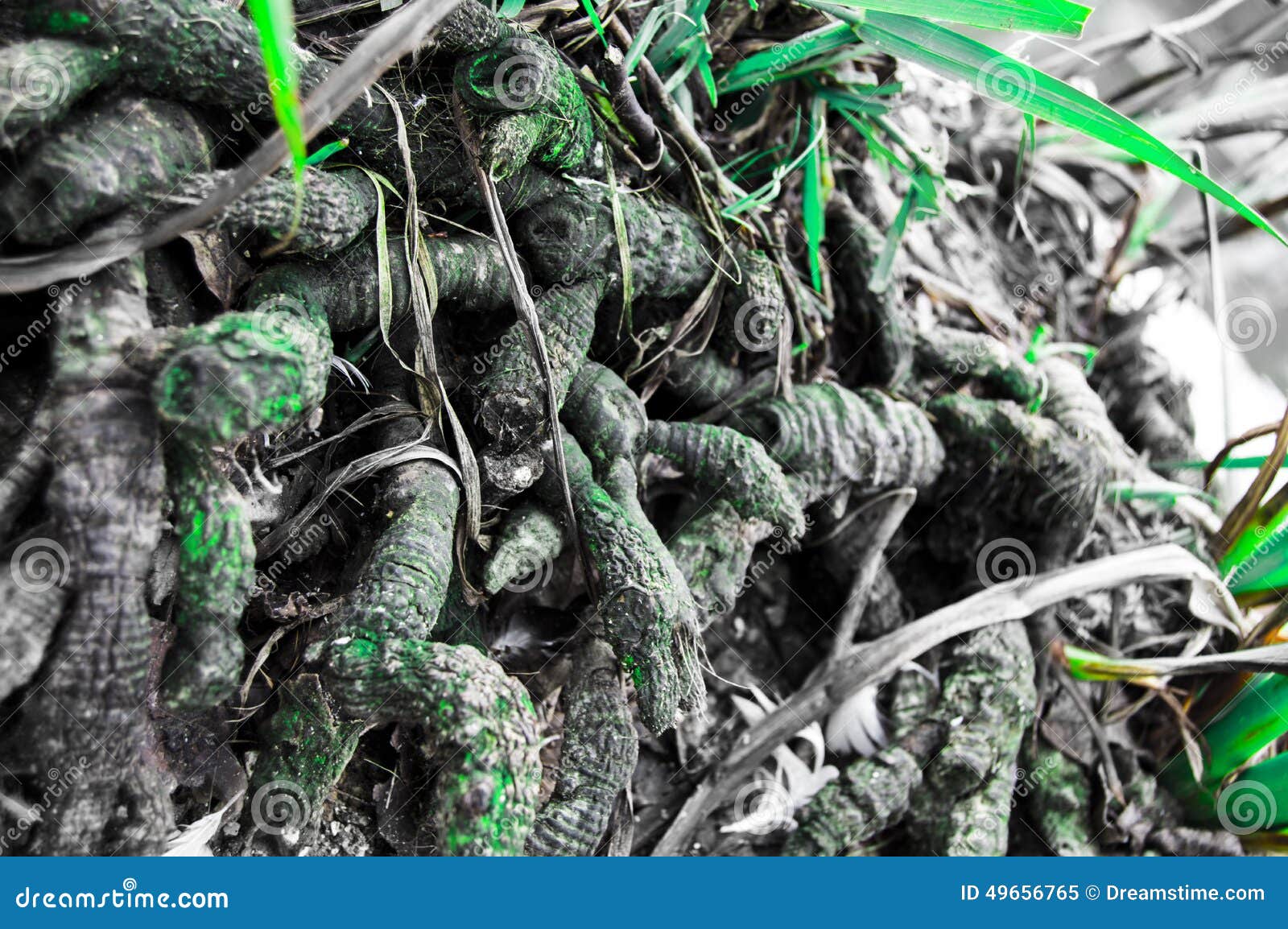 Green Roots stock image. Image of loads, great, selective - 49656765