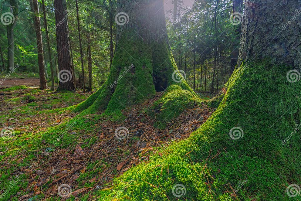 The Green Roots of a Tree in the Forest Stock Image - Image of summer ...
