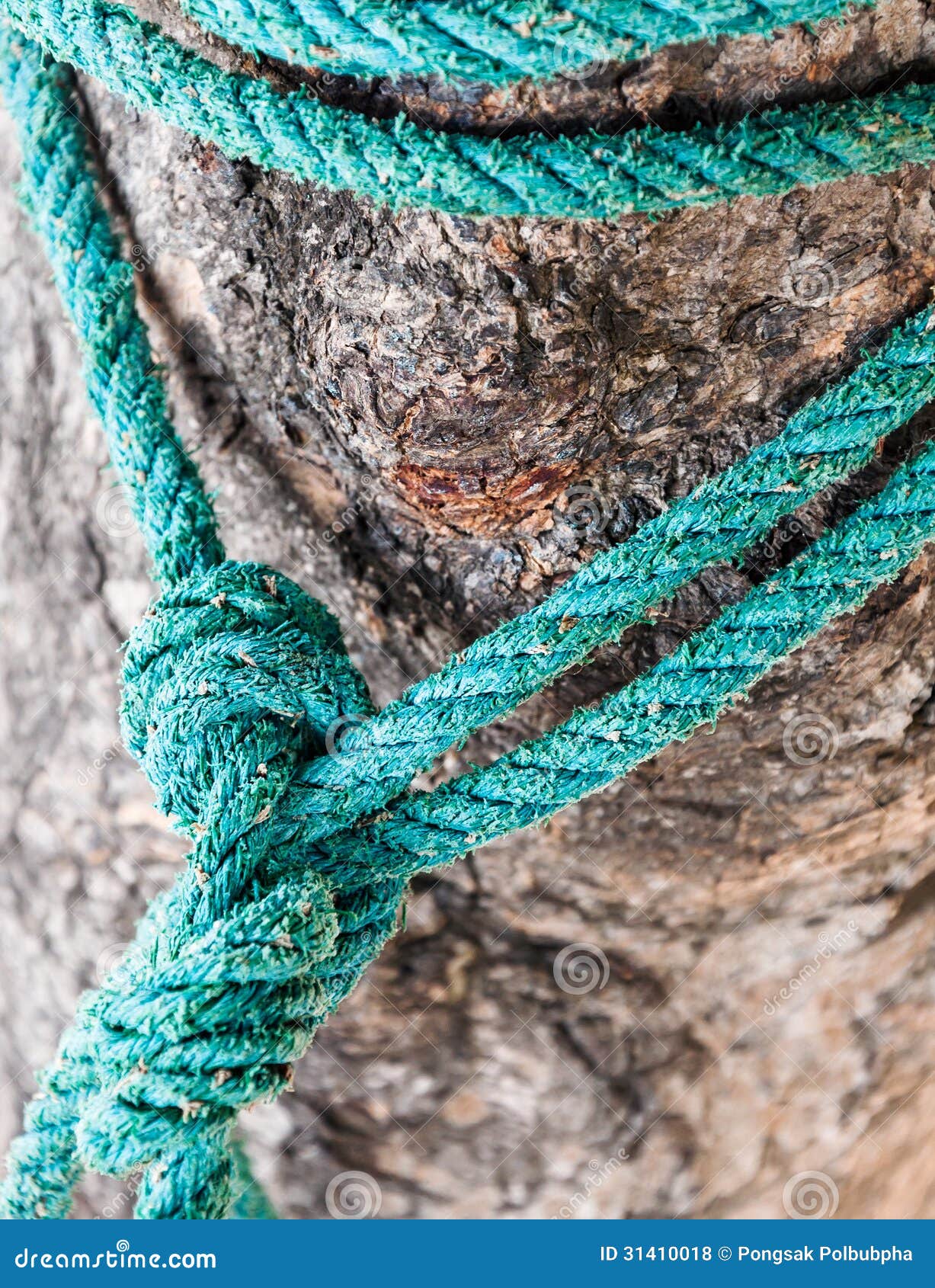 Green rope tied stock photo. Image of bundle, lashing - 31410018