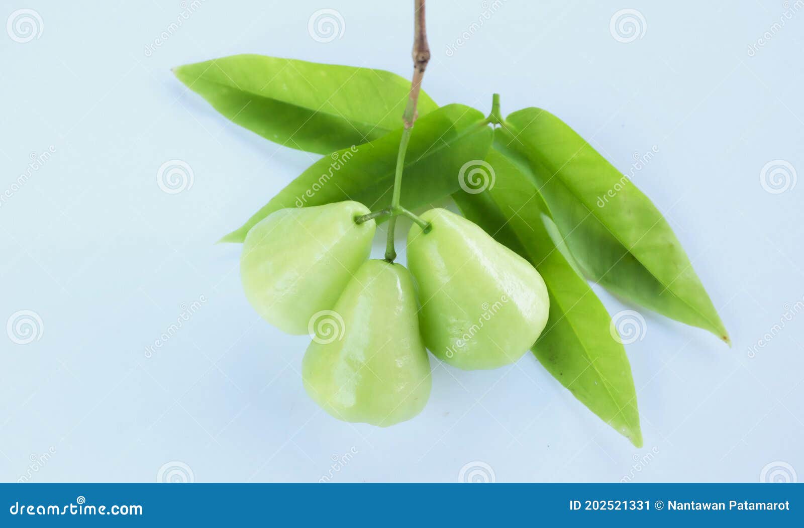 Close Up Green Fresh Fruit Rose Apple with Branches and Leaves Isolate ...