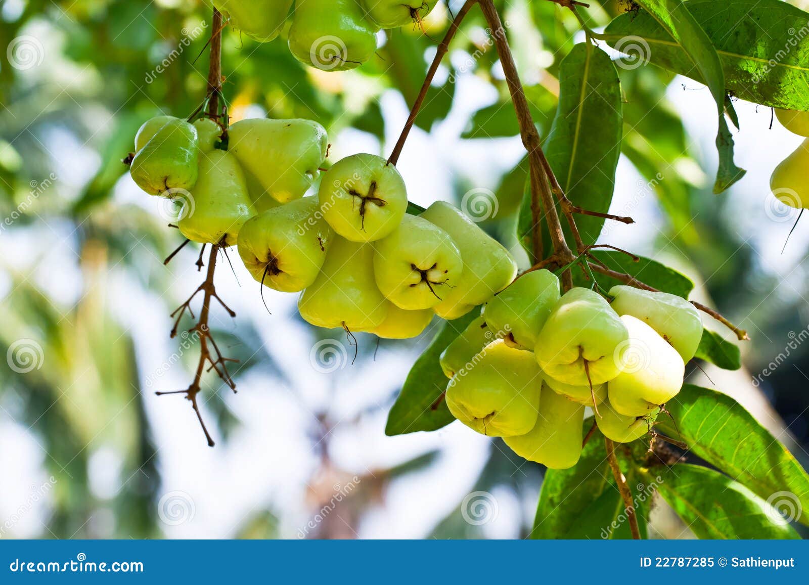 Green rose apple on tree stock image. Image of splashing - 22787285