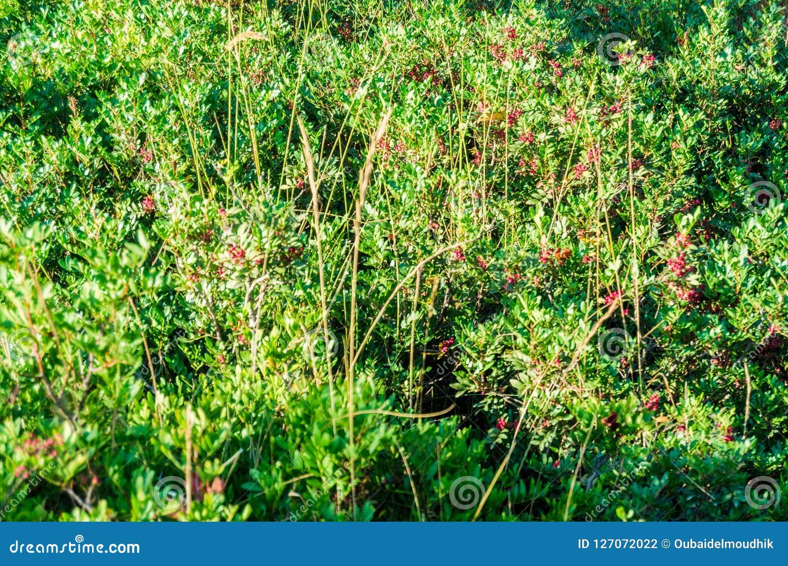 Green and rose bushes stock photo. Image of hedge, bush - 127072022