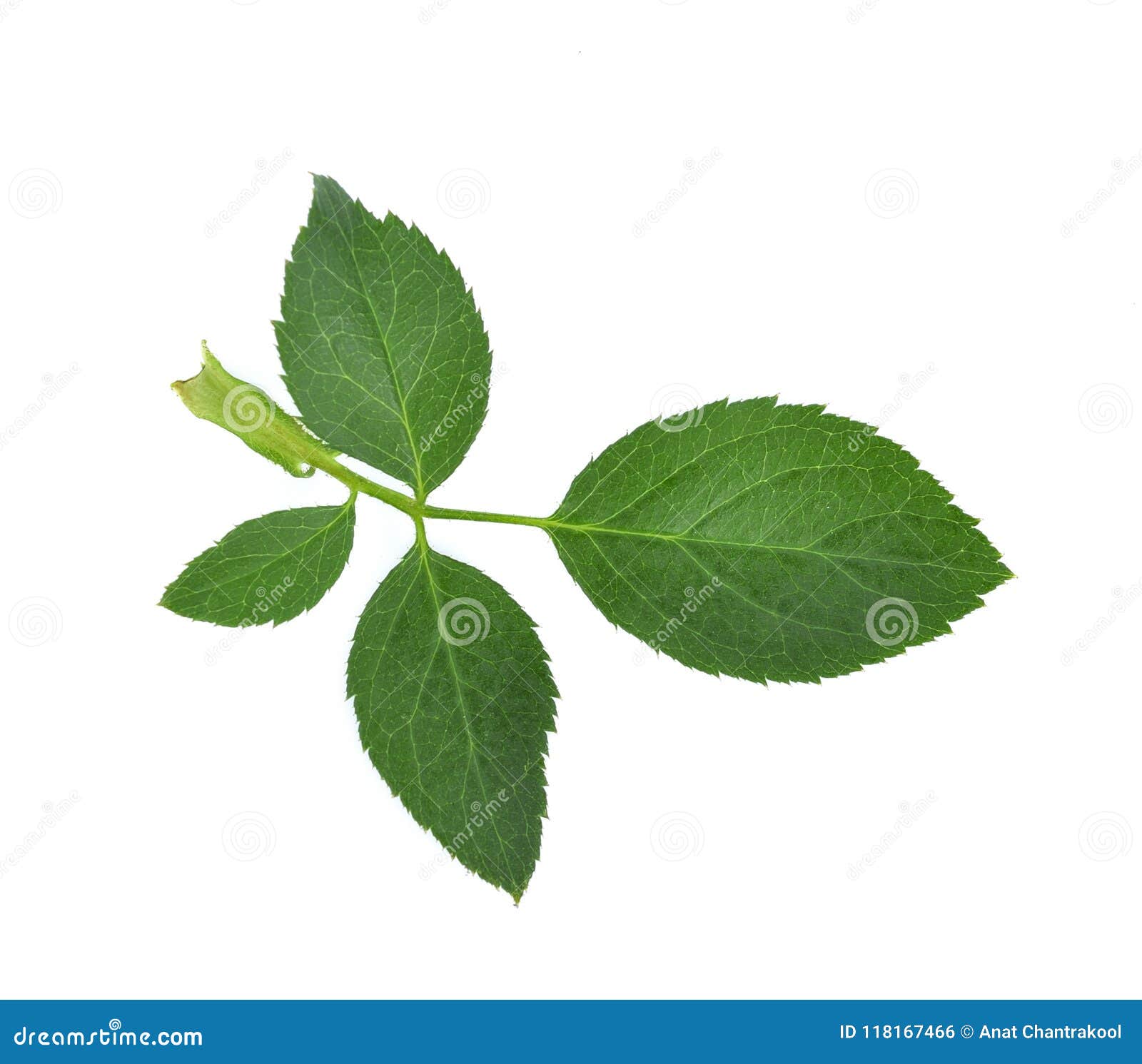 Green Rose Leaf Isolated on White Background Stock Photo - Image of ...