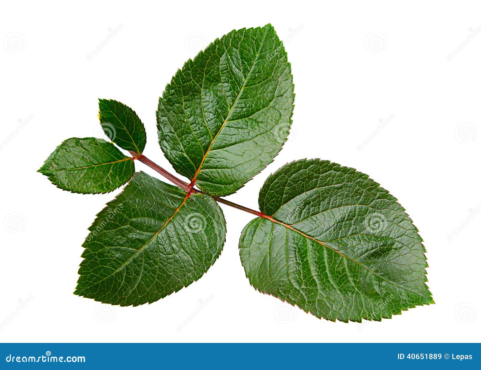 Green rose leaf stock image. Image of flora, rose, leaf - 40651889