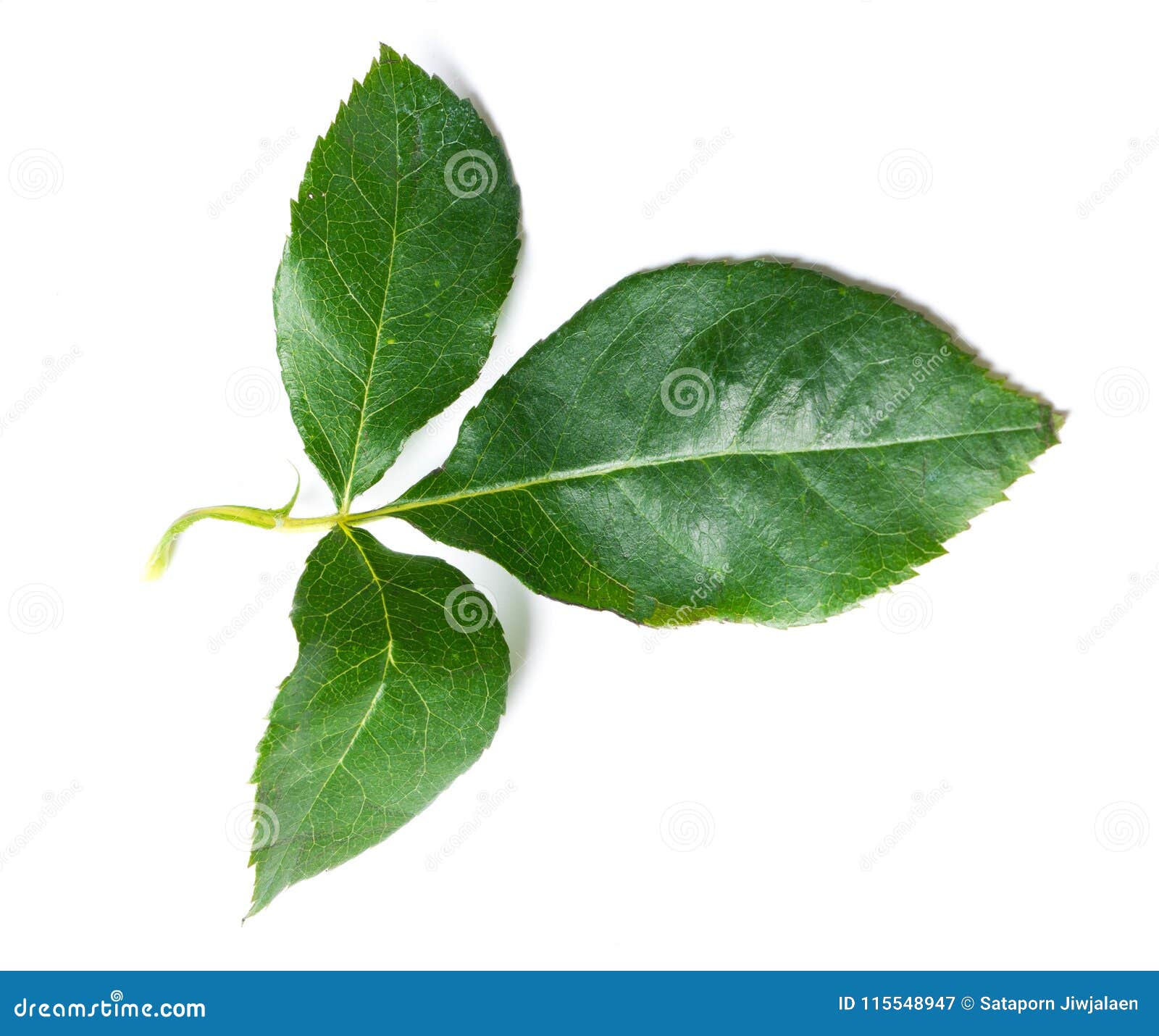 Green Rose Leaf Isolated on White Stock Image - Image of white, young ...