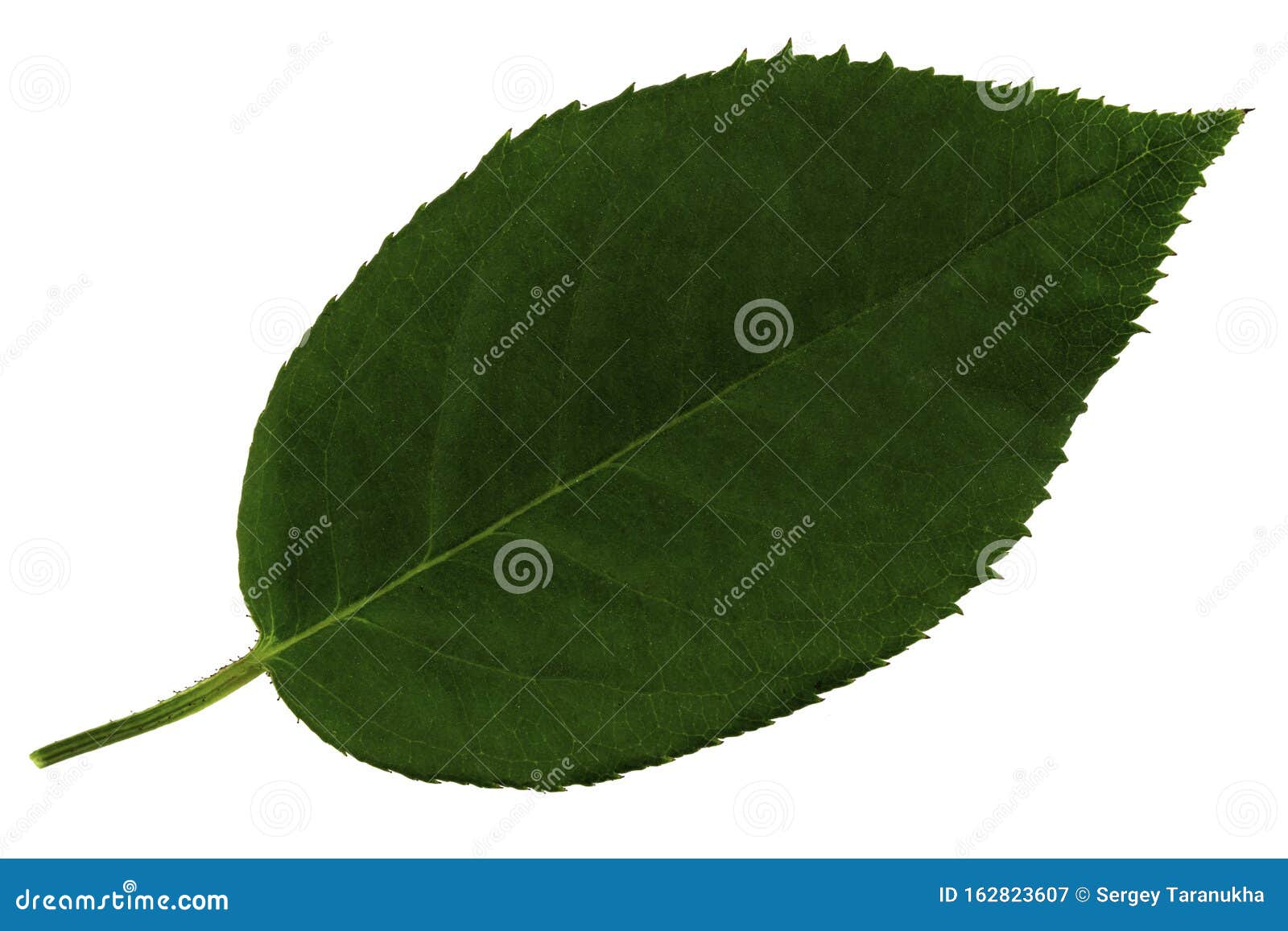 Green Rose Leaf Isolated on a White Background Top Side of Leaf Stock ...